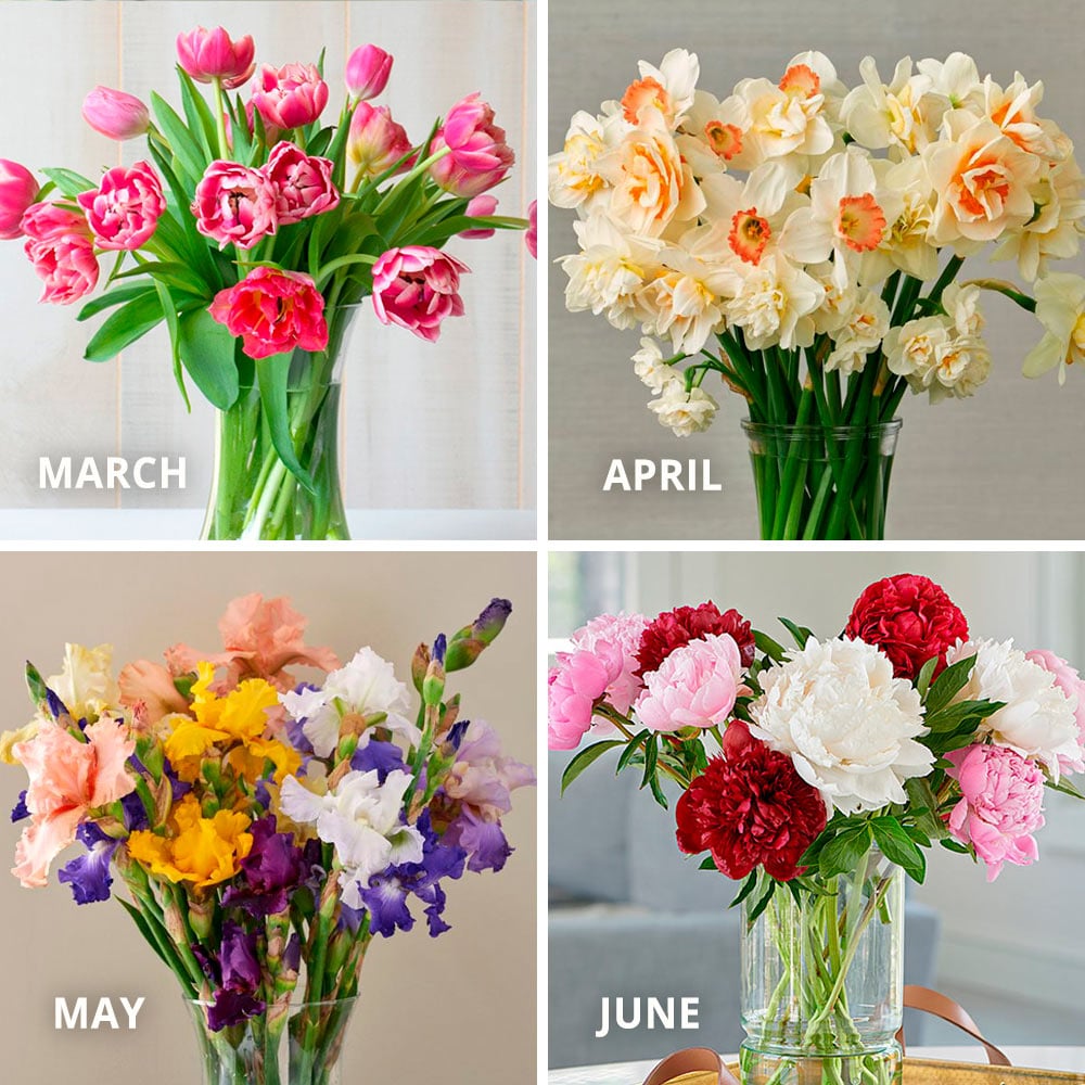 Four Months of Spring Flower Bouquets, March - June | White Flower Farm
