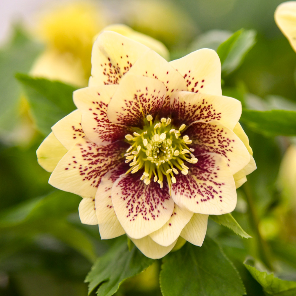 Helleborus Wedding Party® 'Father of the Bride' | White Flower Farm