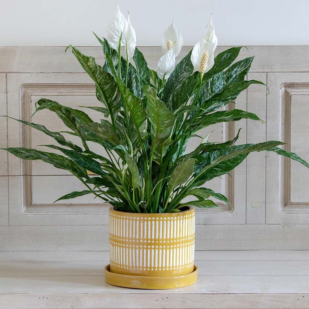 Peace Lily Plants | White Flower Farm