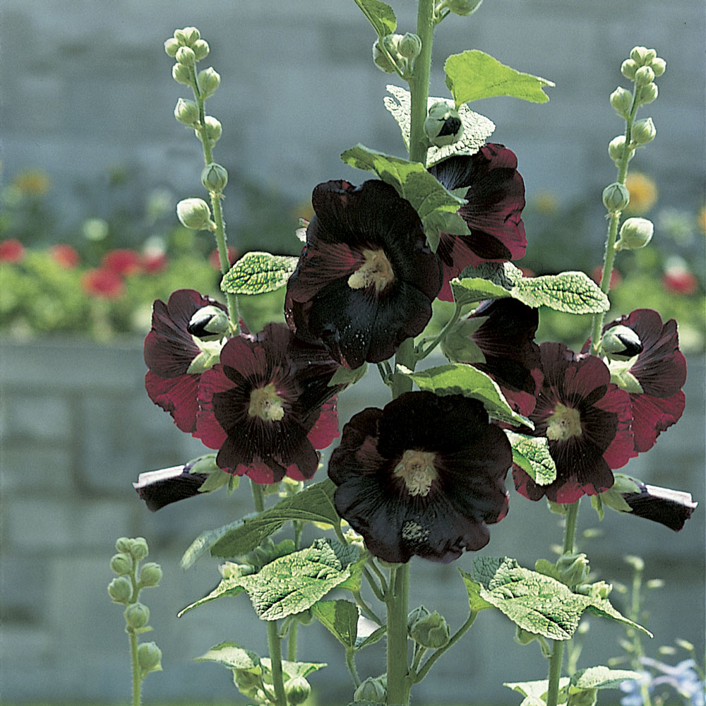 Alcea rosea 'Nigra' | White Flower Farm