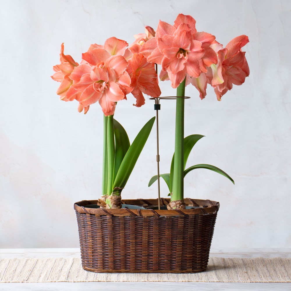 Amaryllis 'Flamingo Amadeus' | White Flower Farm