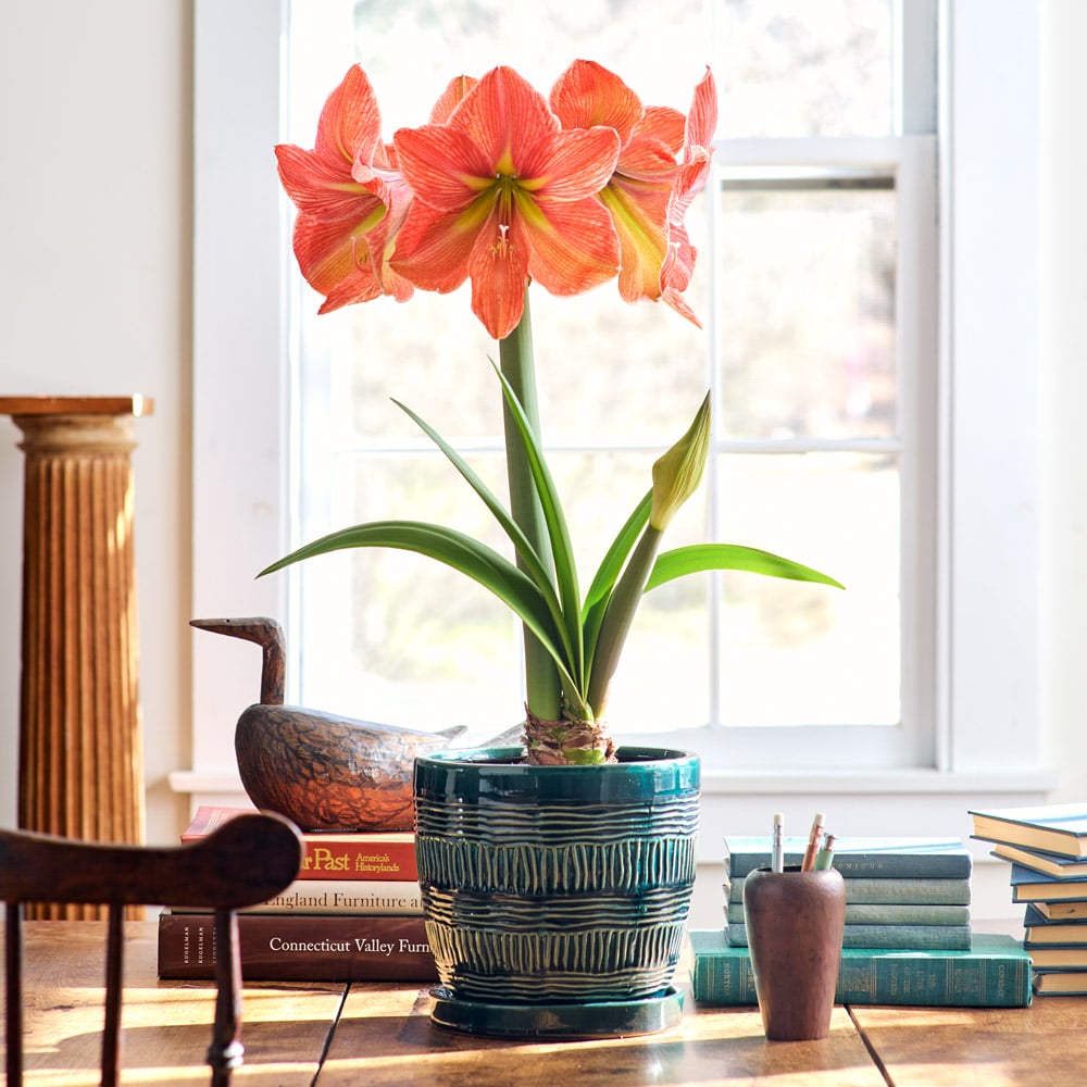 Amaryllis Kits | White Flower Farm