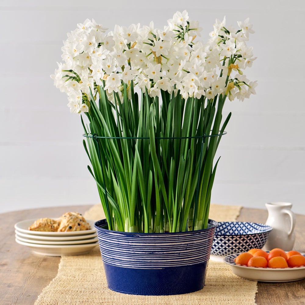 Paperwhite Kit with blue metal cachepot | White Flower Farm