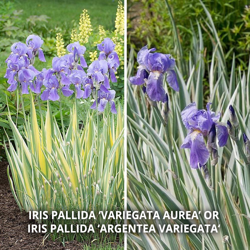 Start a Garden for Sun | White Flower Farm
