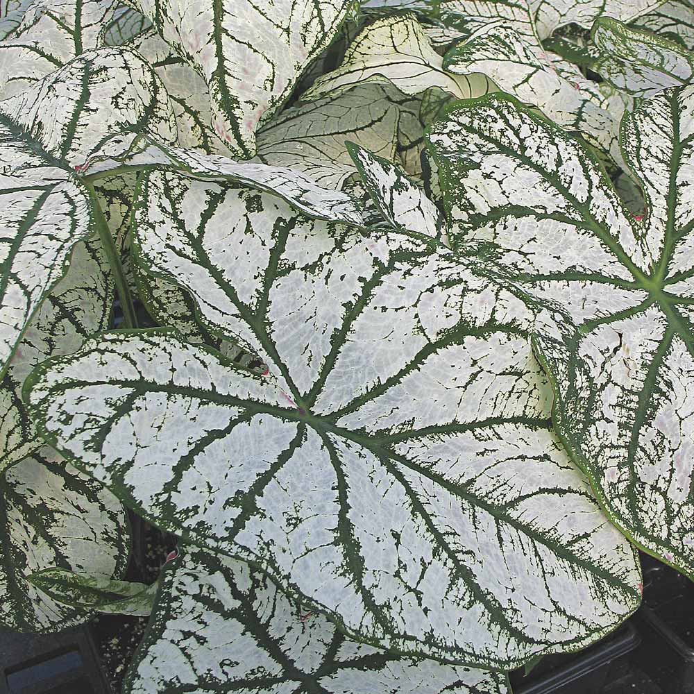 White Caladium | White Flower Farm