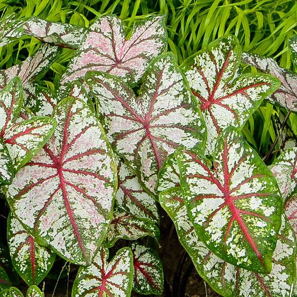 White Caladium | White Flower Farm