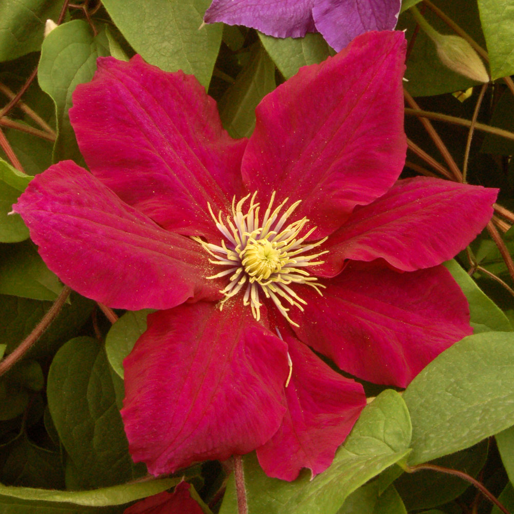 red clematis vine