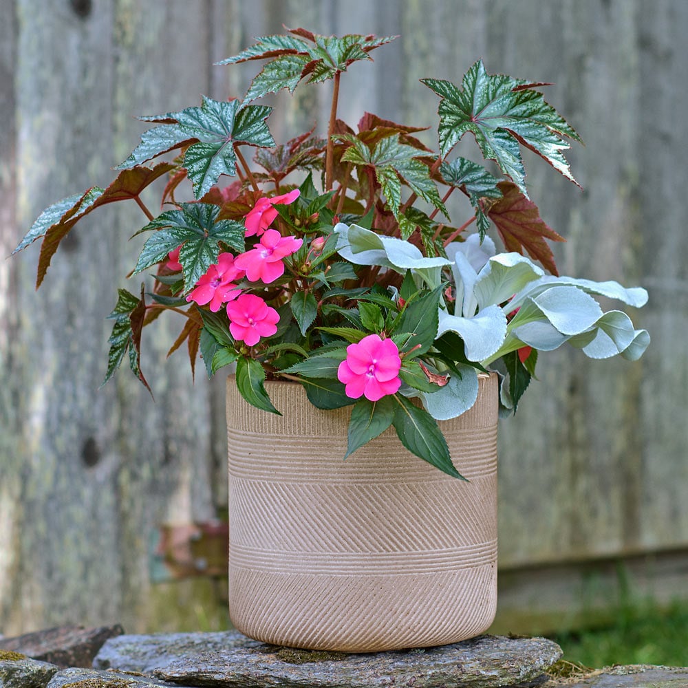 Annual Trio Kits | White Flower Farm