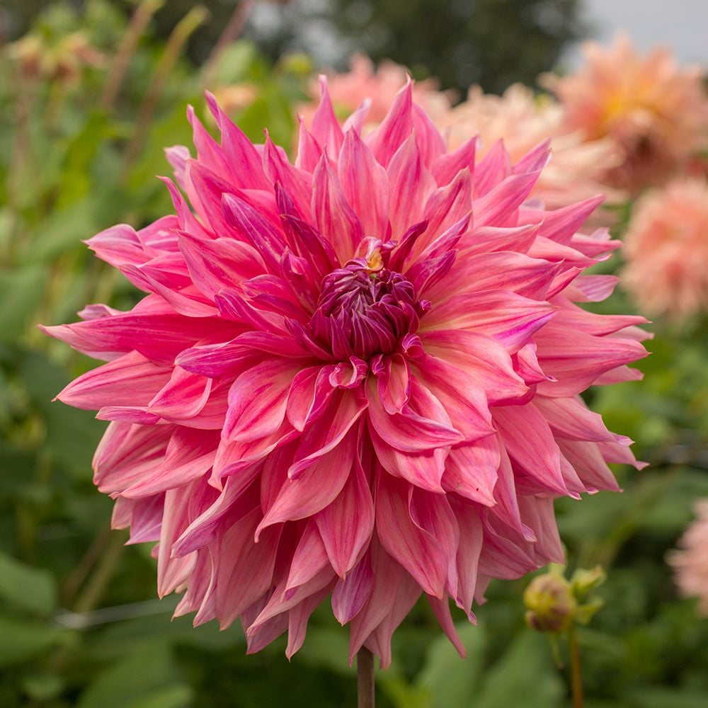 Dinnerplate Dahlias | White Flower Farm