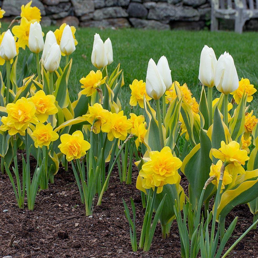 Coronation Day Duo | White Flower Farm