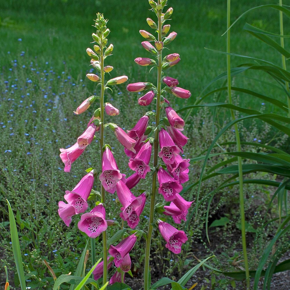 pink digitalis