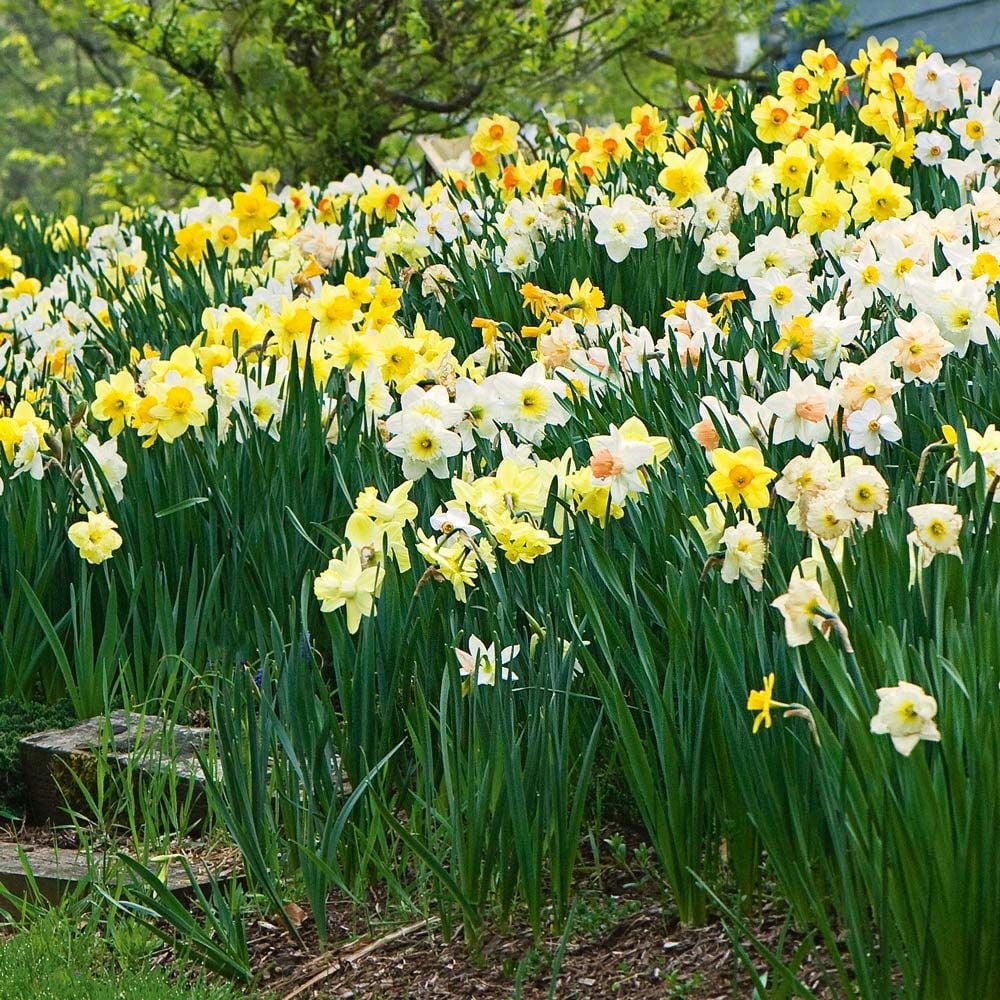 Landscape-Grade Daffodil Bulbs | White Flower Farm