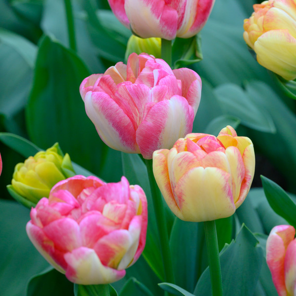 Double-Flowered Tulips | White Flower Farm