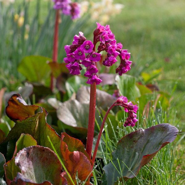 Bergenia cordifolia Winter Glow | White Flower Farm