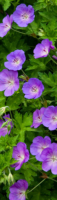Deer-Resistant Perennials | White Flower Farm