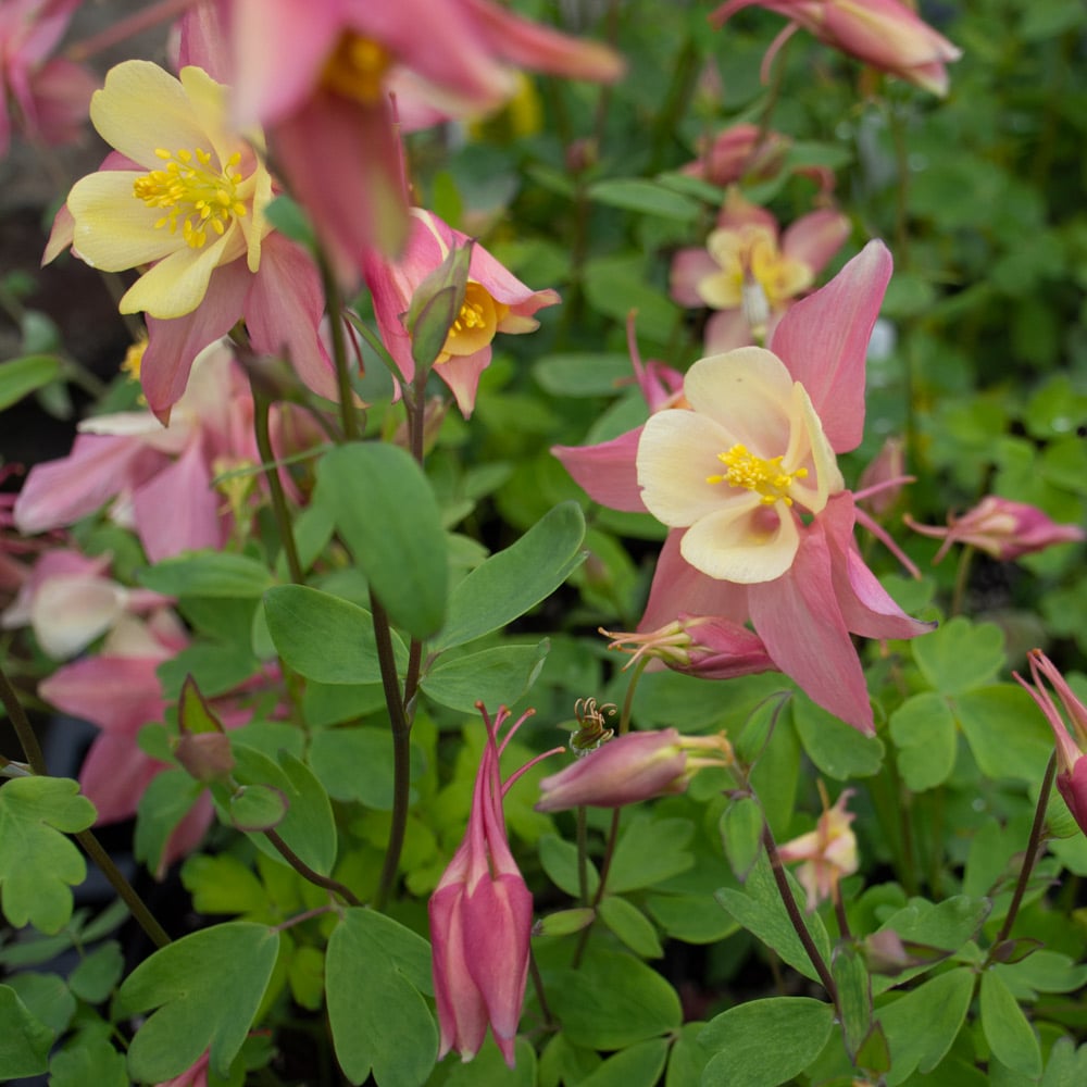 Aquilegia 'Swan Pink and Yellow' | White Flower Farm