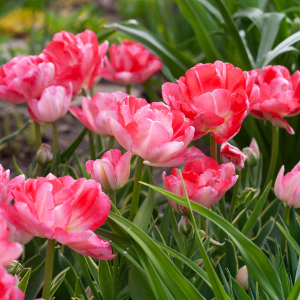 Tulip 'Candy Cane' | White Flower Farm
