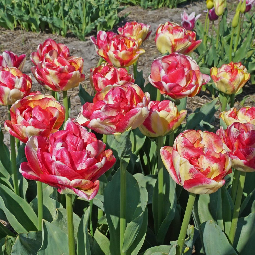Tulip 'Double Blizz' | White Flower Farm