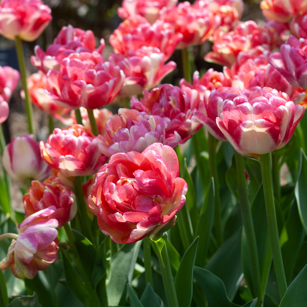 Tulip 'Double Blizz' | White Flower Farm