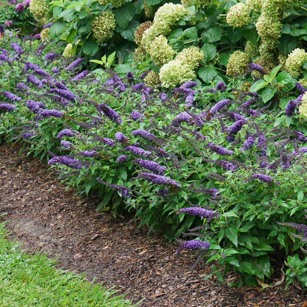 Buddleia Pugster Blue® | White Flower Farm