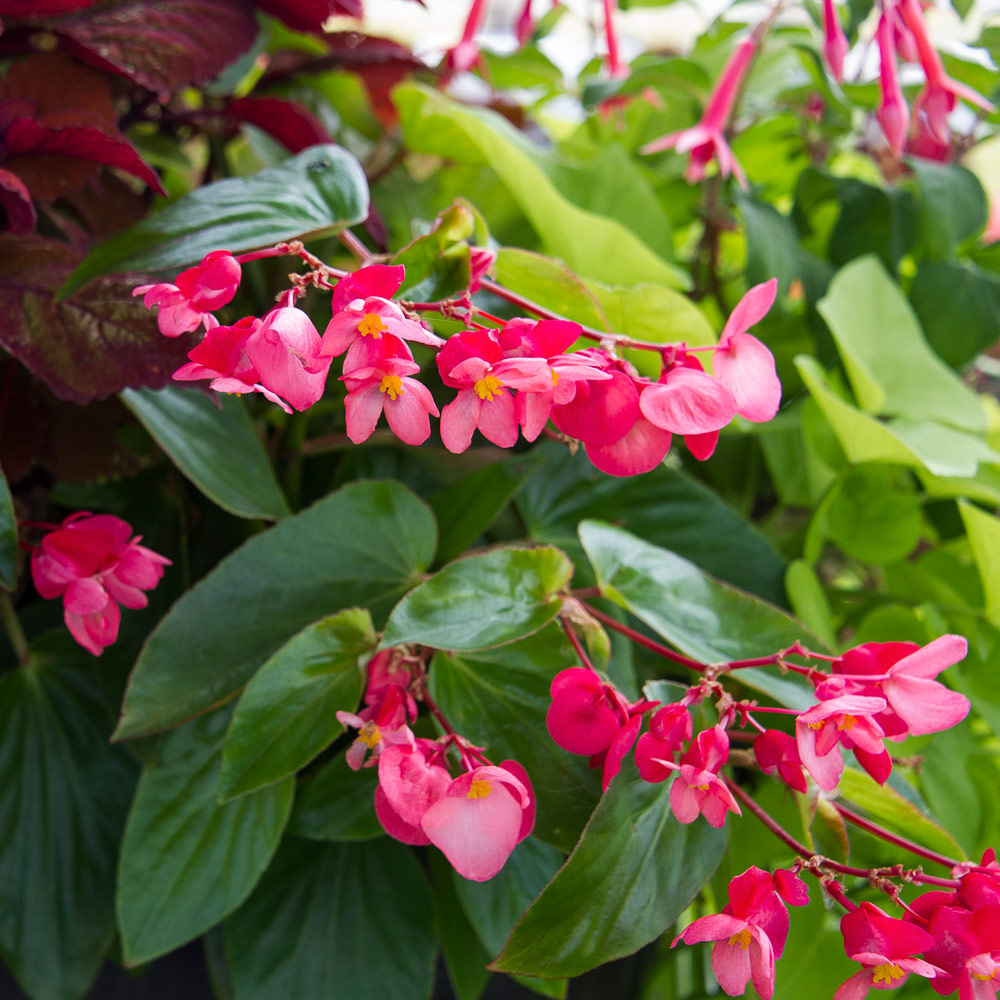 Full Sun Dragon Wing Begonias