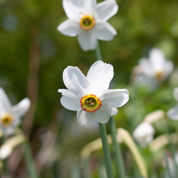 Narcissus poeticus var. recurvus | White Flower Farm