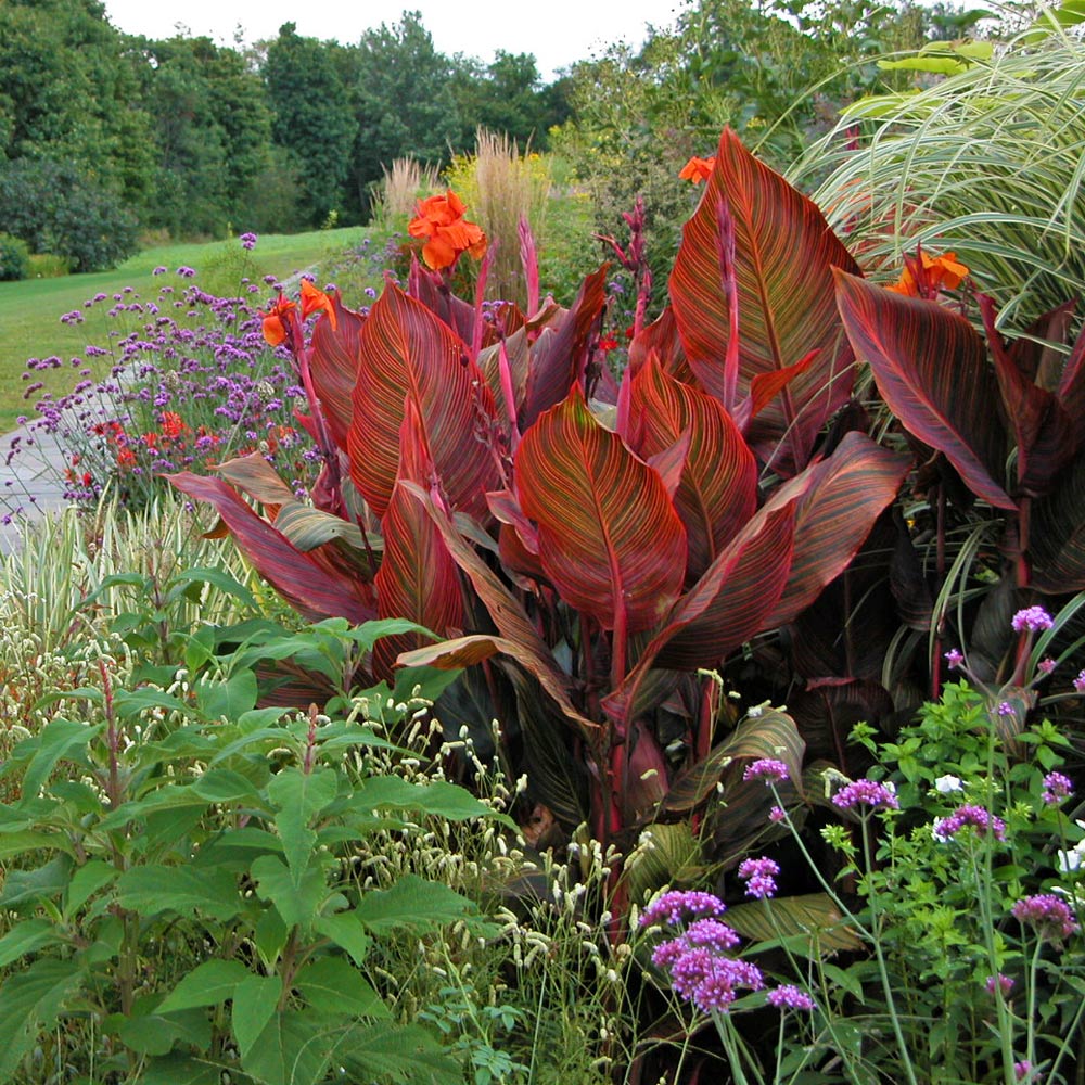 Canna Tropicanna® | White Flower Farm