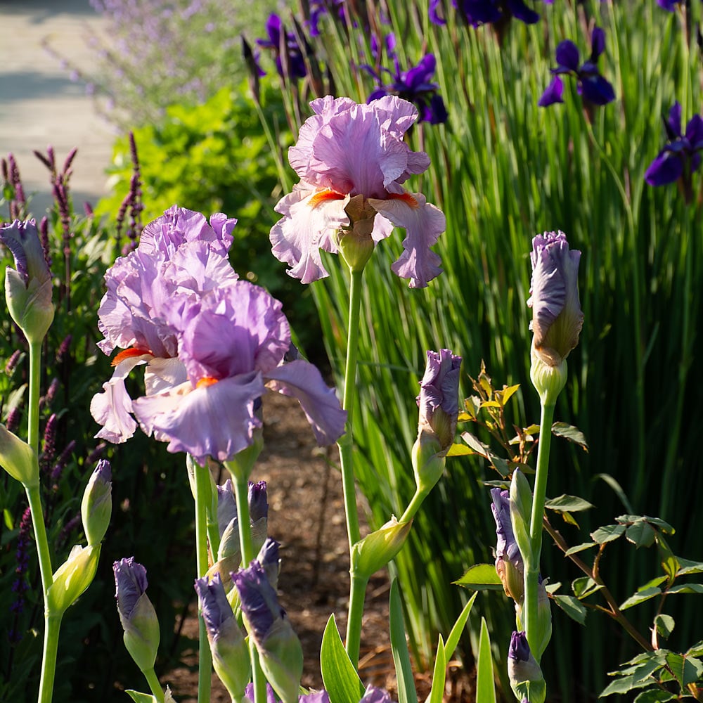 Iris germanica 'Snappy Dresser' | White Flower Farm