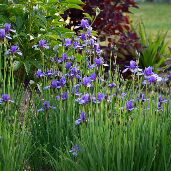 Iris sibirica 'Flight of Butterflies' | White Flower Farm
