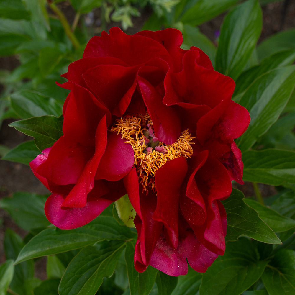Peony 'Chocolate Soldier' | White Flower Farm