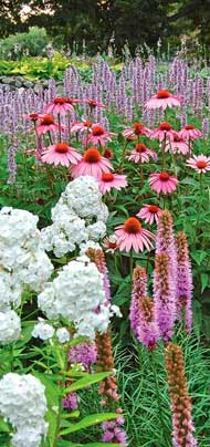 Deer-Resistant Perennials | White Flower Farm