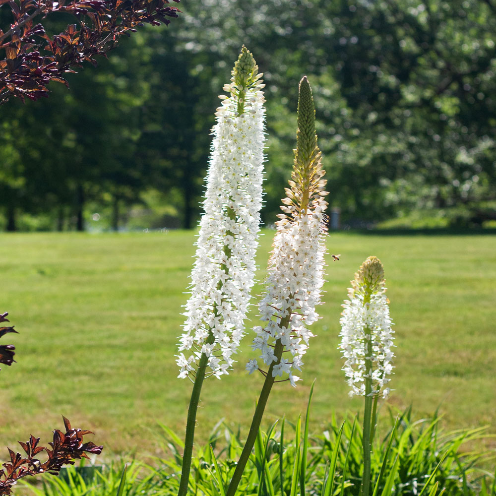 Eremurus himalaicus | White Flower Farm