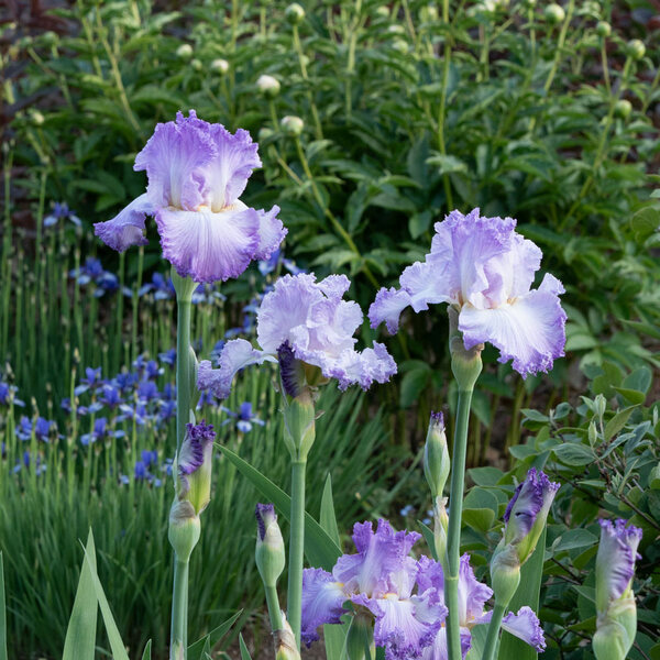 Iris germanica 'Mayberry' | White Flower Farm