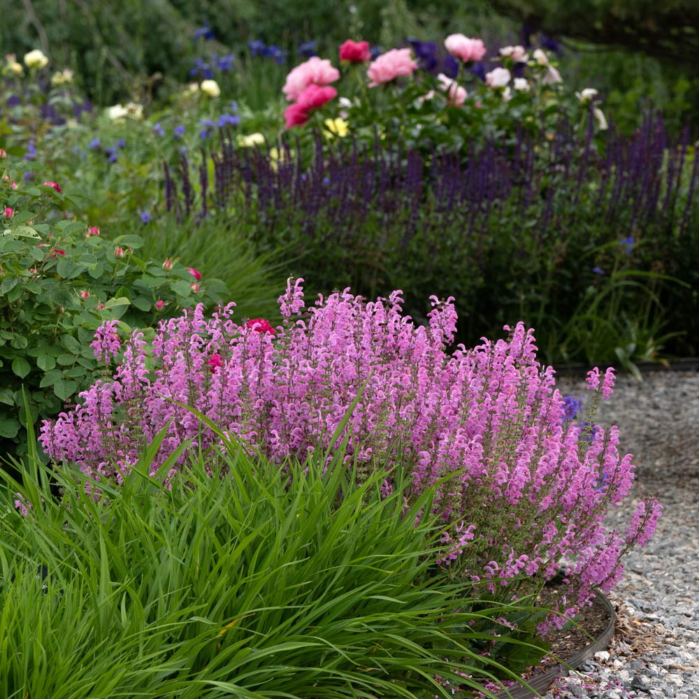 Salvia pratensis Fashionista® 'Moulin Rouge' | White Flower Farm