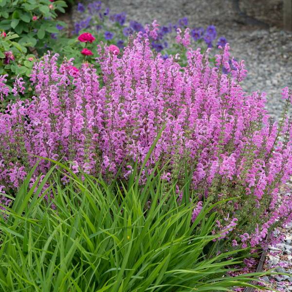 Salvia pratensis Fashionista® 'Moulin Rouge' | White Flower Farm