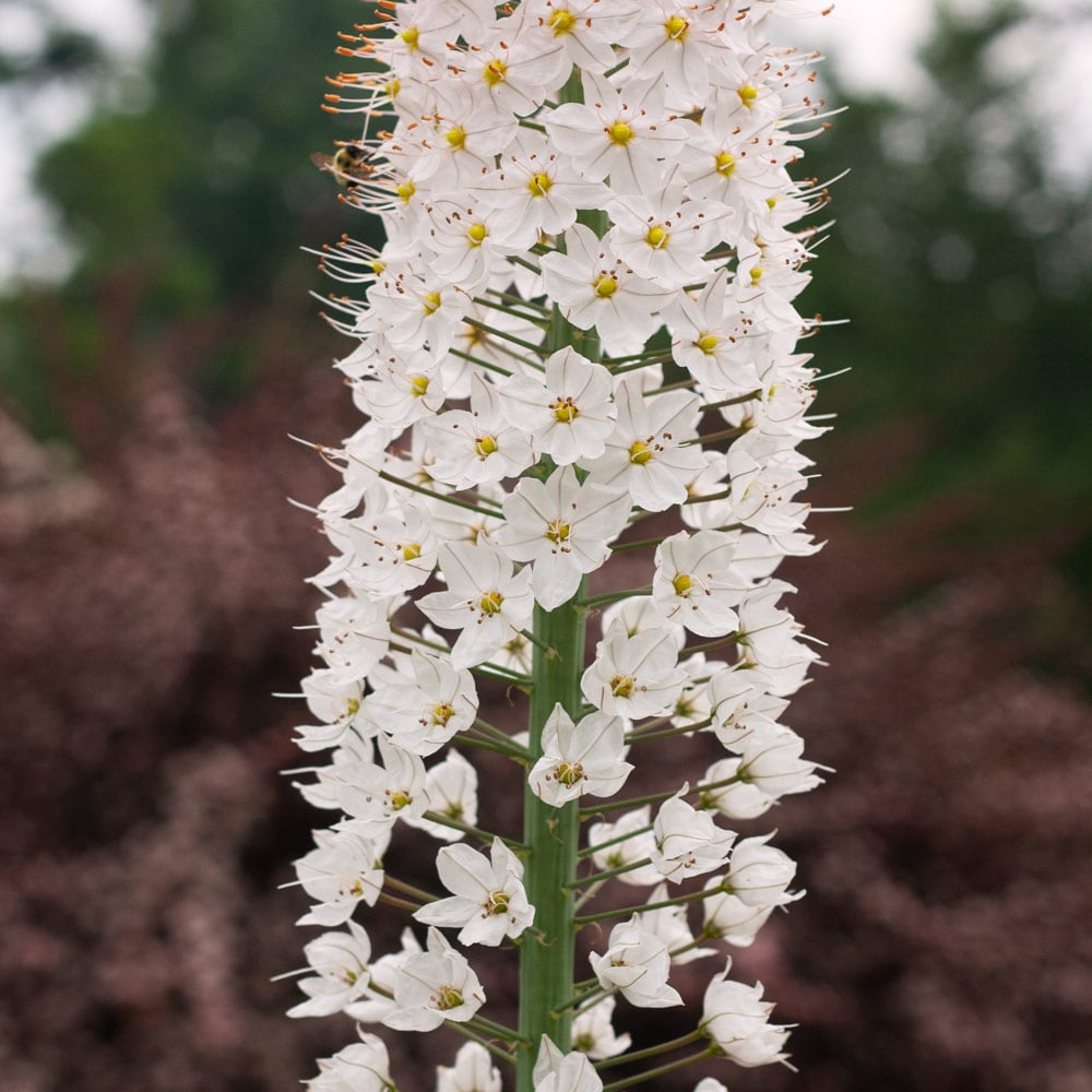 eremurus persicus