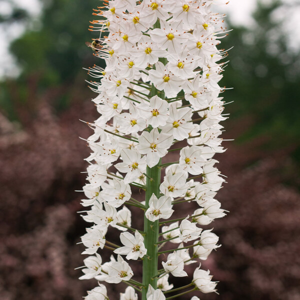 Eremurus robustus | White Flower Farm
