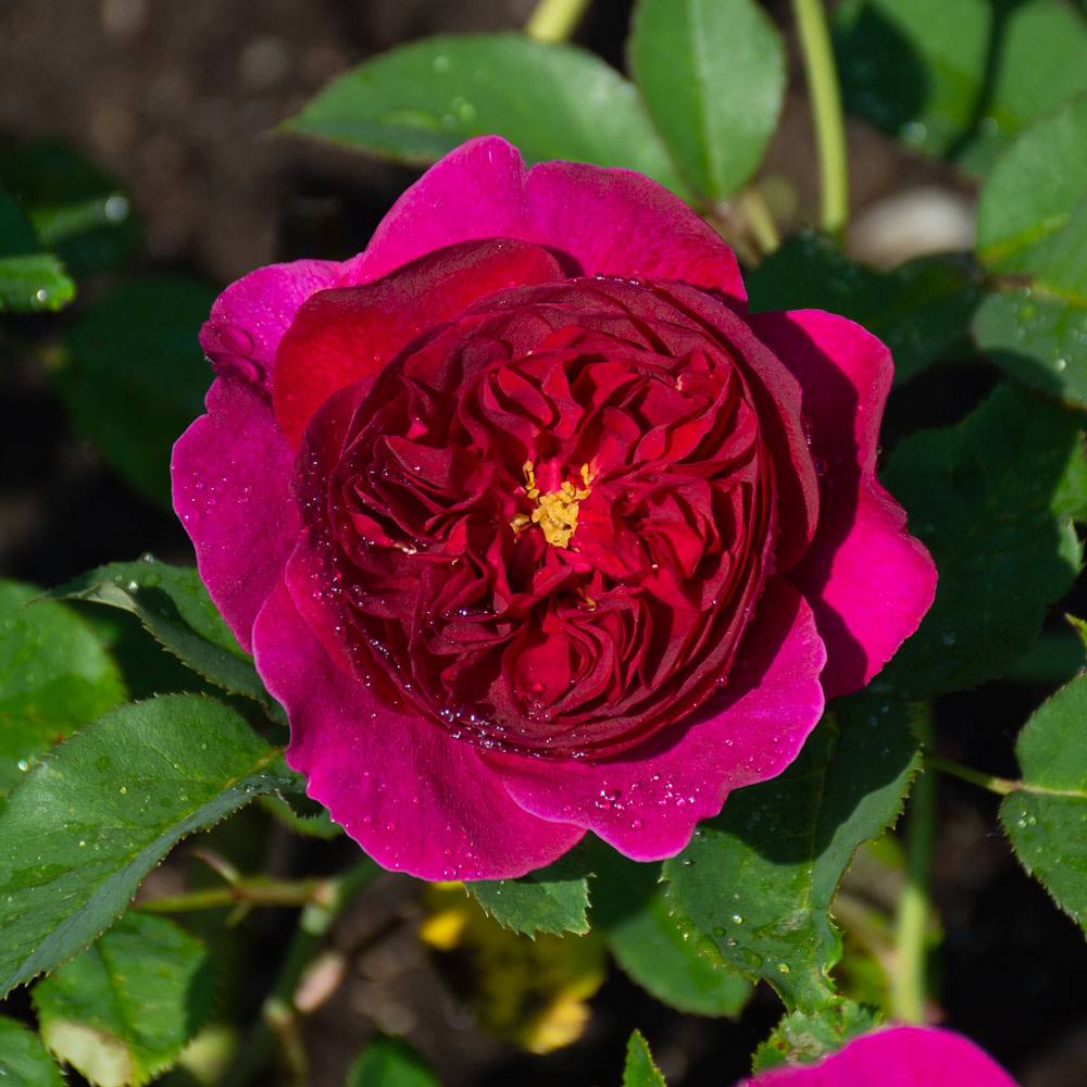 Darcey Bussell Rose