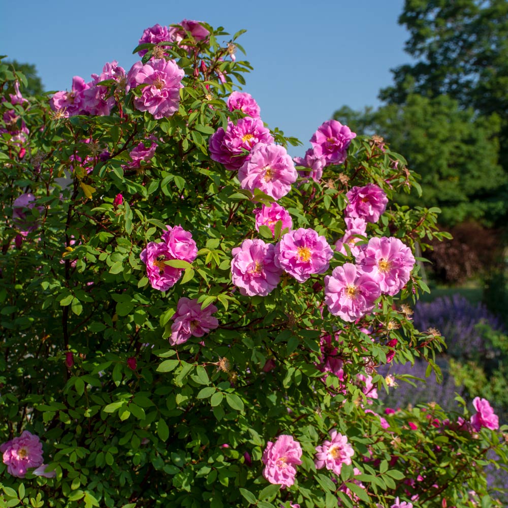 Rose rugosa 'Thérèse Bugnet' | White Flower Farm