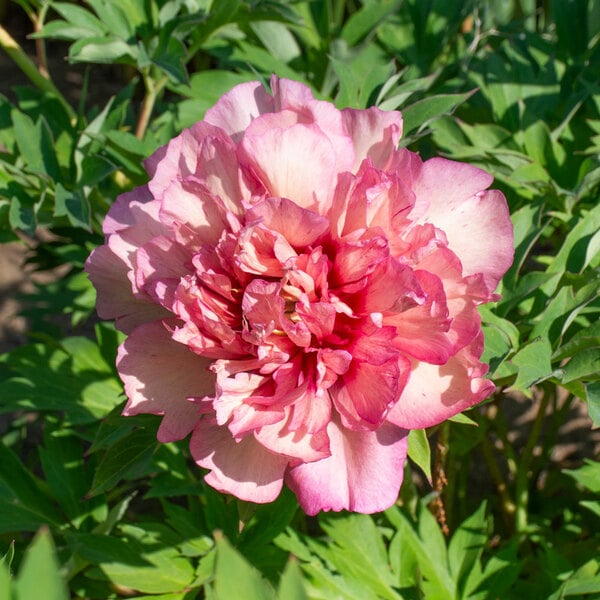 Itoh Peony 'Hillary' | White Flower Farm