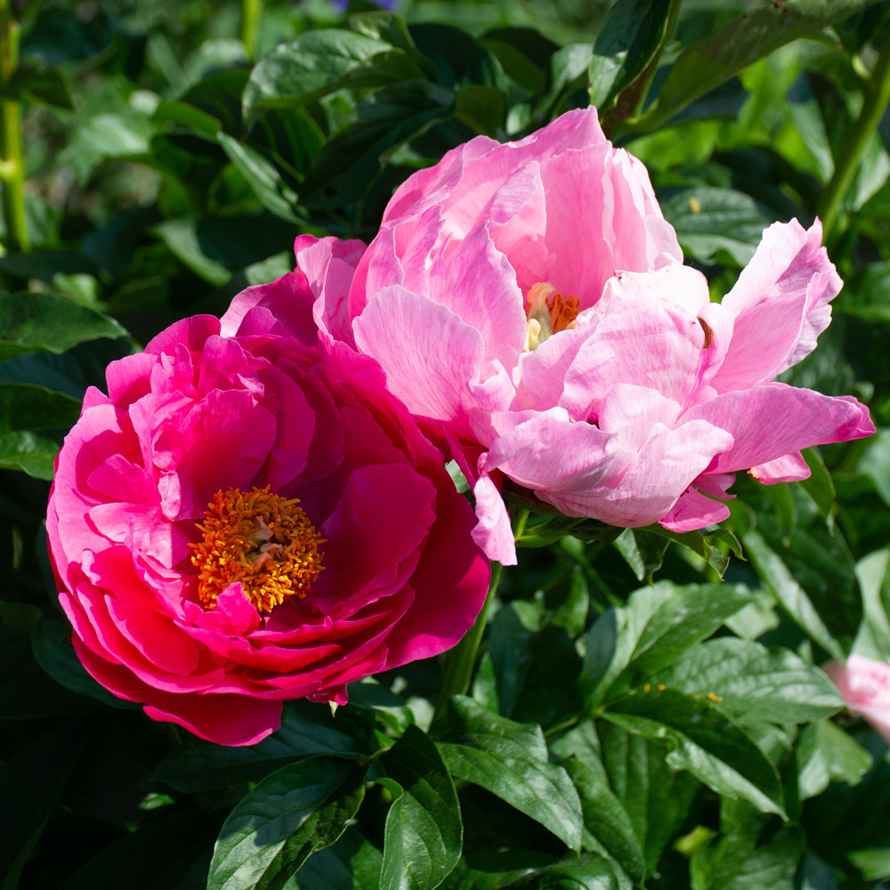 Peony 'Paula Fay' | White Flower Farm