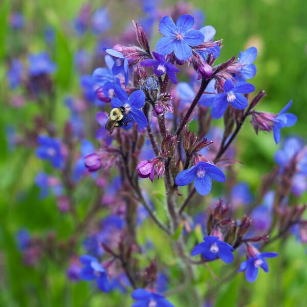 Anchusa azurea 'Dropmore' | White Flower Farm