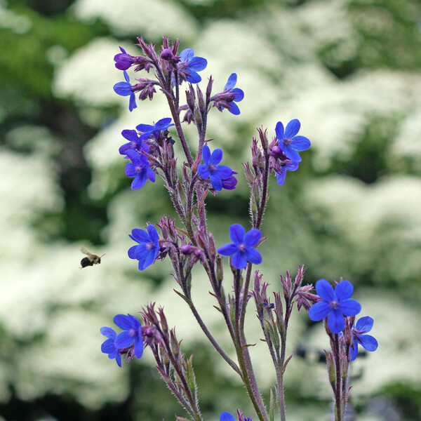Anchusa azurea 'Dropmore' | White Flower Farm