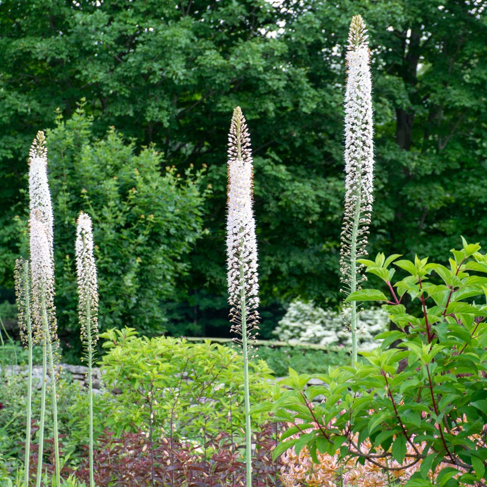 Eremurus robustus | White Flower Farm