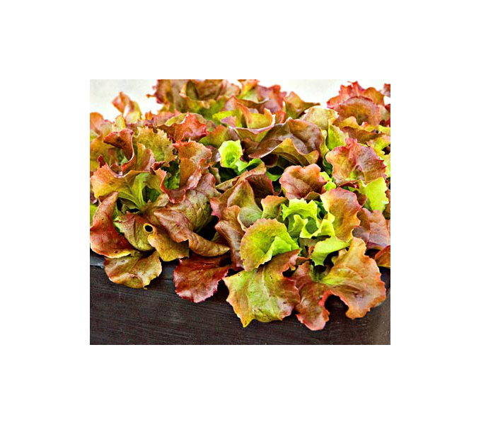 Lettuce Trio | White Flower Farm