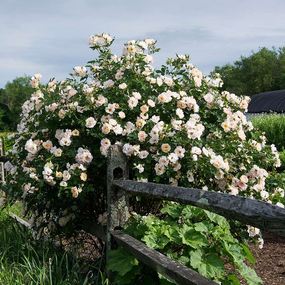 Climbing Roses | White Flower Farm