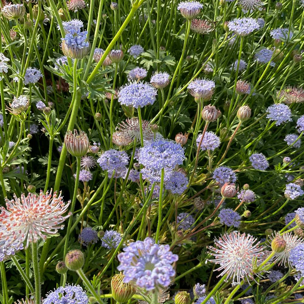 Trachymene coerulea 'Lacy Lavender Blue' | White Flower Farm