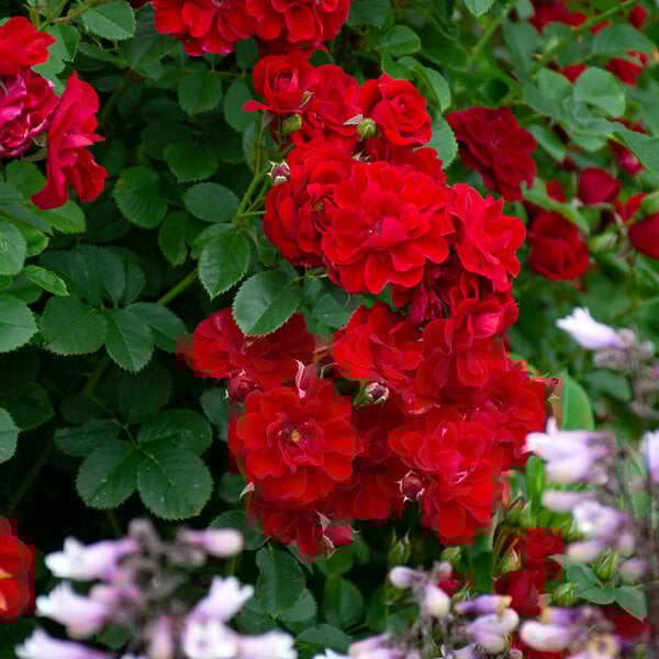 Rose Cherry Frost™ | White Flower Farm