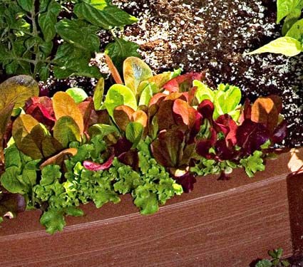 Lettuce Trio | White Flower Farm
