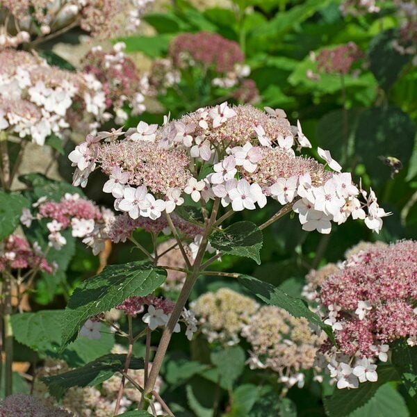 Hydrangea arborescens Pinky Pollen Ring™ | White Flower Farm